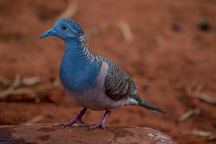 Graham and Chris on Tour 2014 – Update #12 – Broome and the Dampier ...